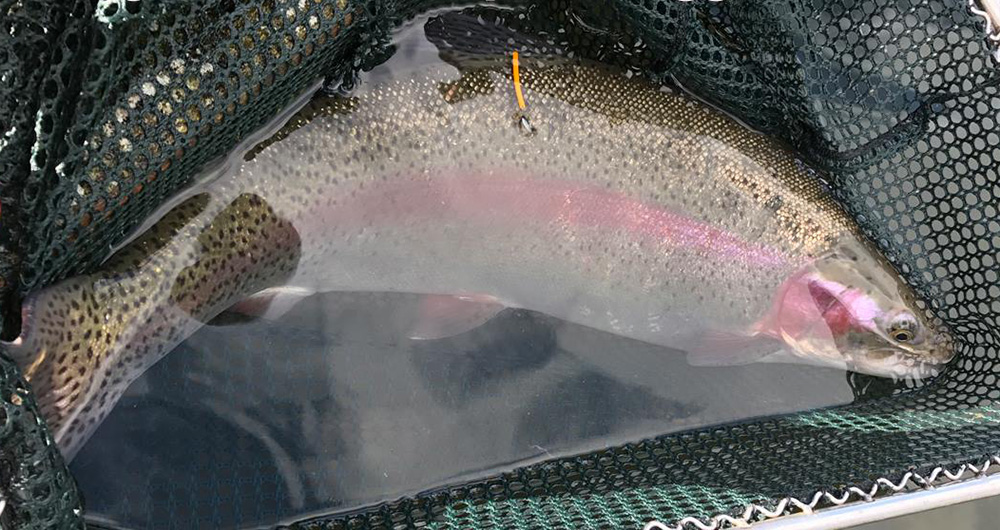 Tagged Fish Competition | Sportfish Game Fishing Centre - Berkshire