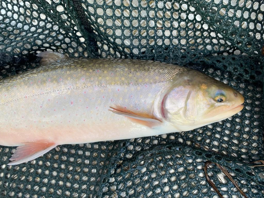 Spartic Trout released into Haywards Farm Lake | Sportfish Game Fishing ...