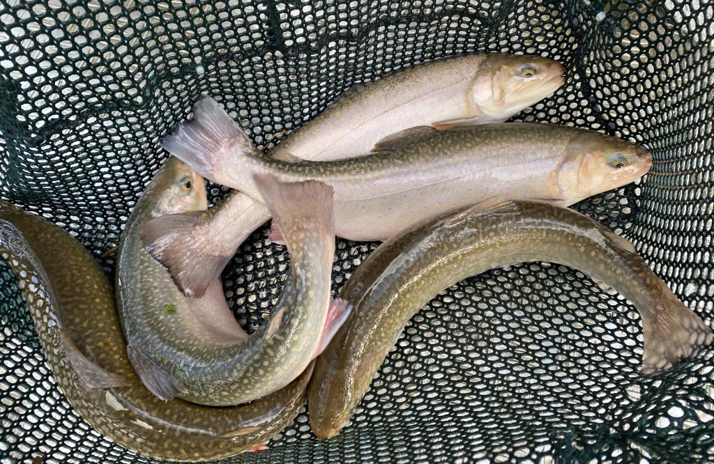 Spartic Trout released into Haywards Farm Lake | Sportfish Game Fishing ...